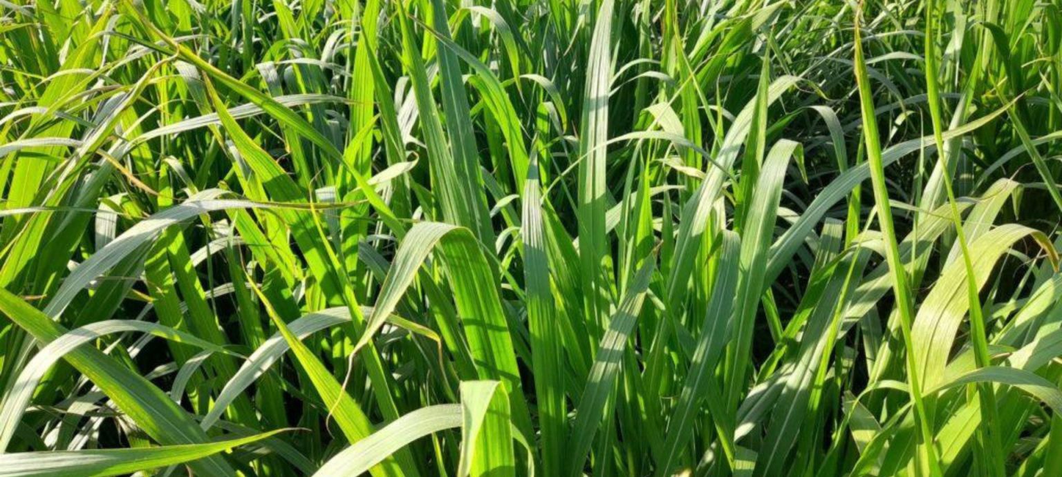 Juncao Grass Farming » Greenwood Kikwetu Ranch